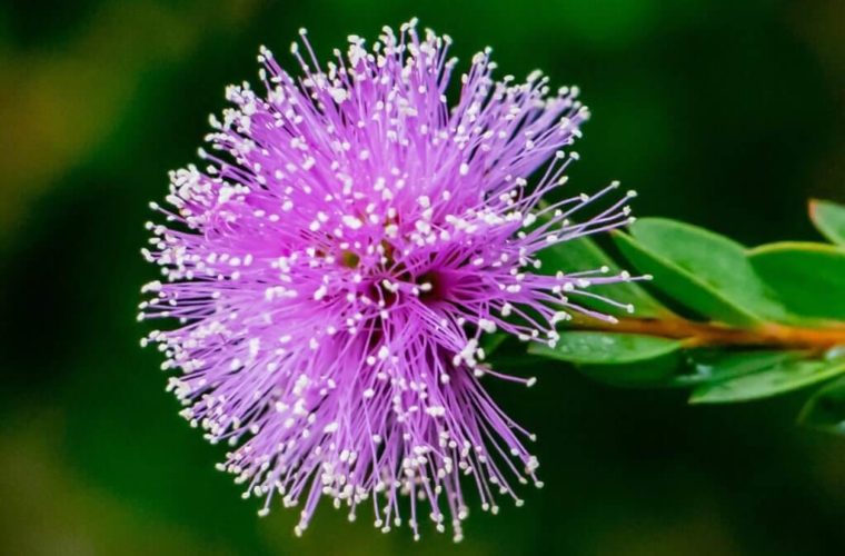Plant Gallery For A Perfect Outdoor Setting | Go Sunset